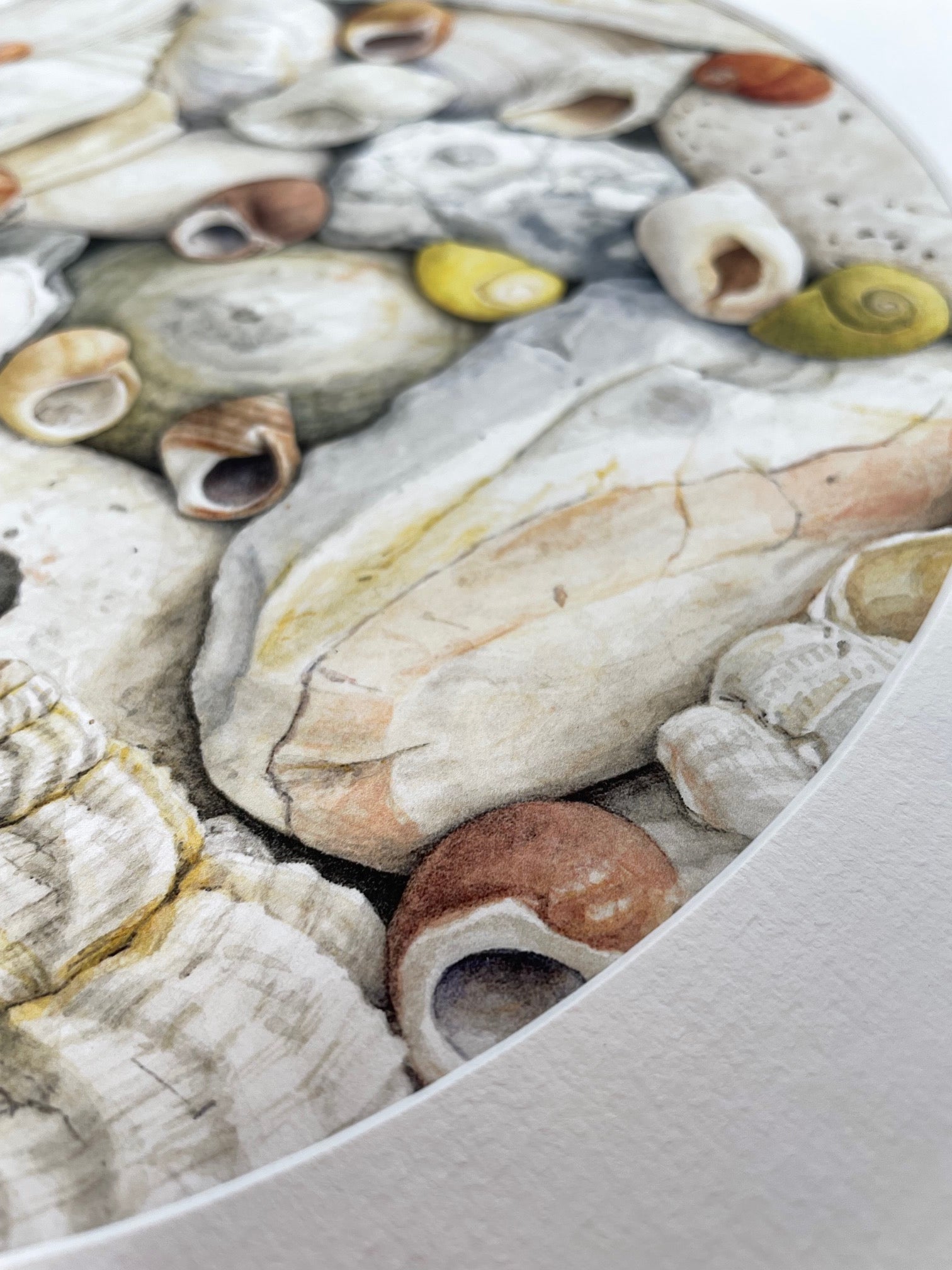 Seashells in Art – Natalia Willmott